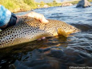 Second Week Fly Fishing the Madison River - RiverKeeper Flies
