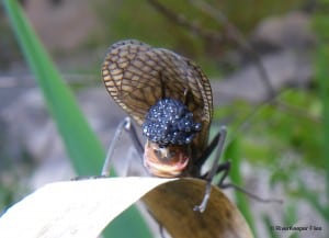 Salmonflies - RiverKeeper Flies