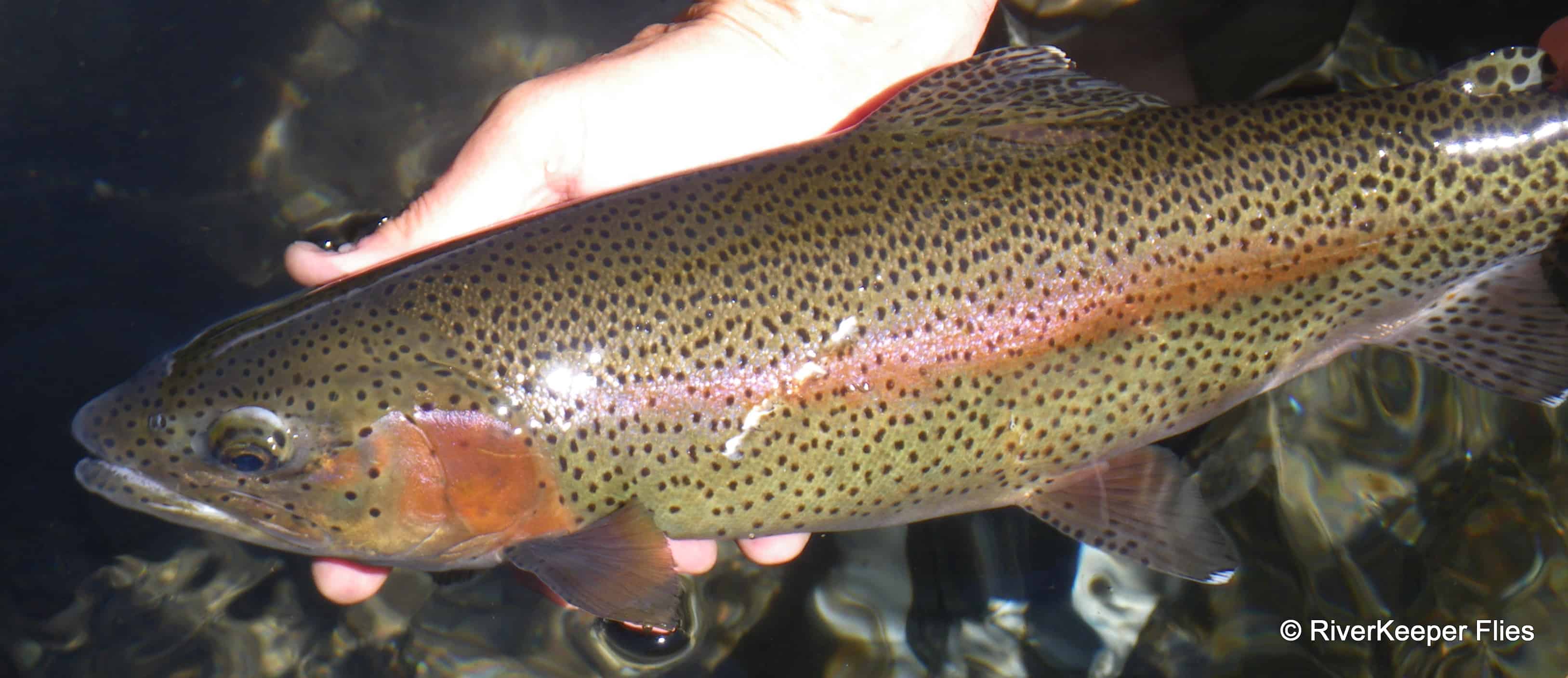 Metolius River Stewardship Project - RiverKeeper Flies
