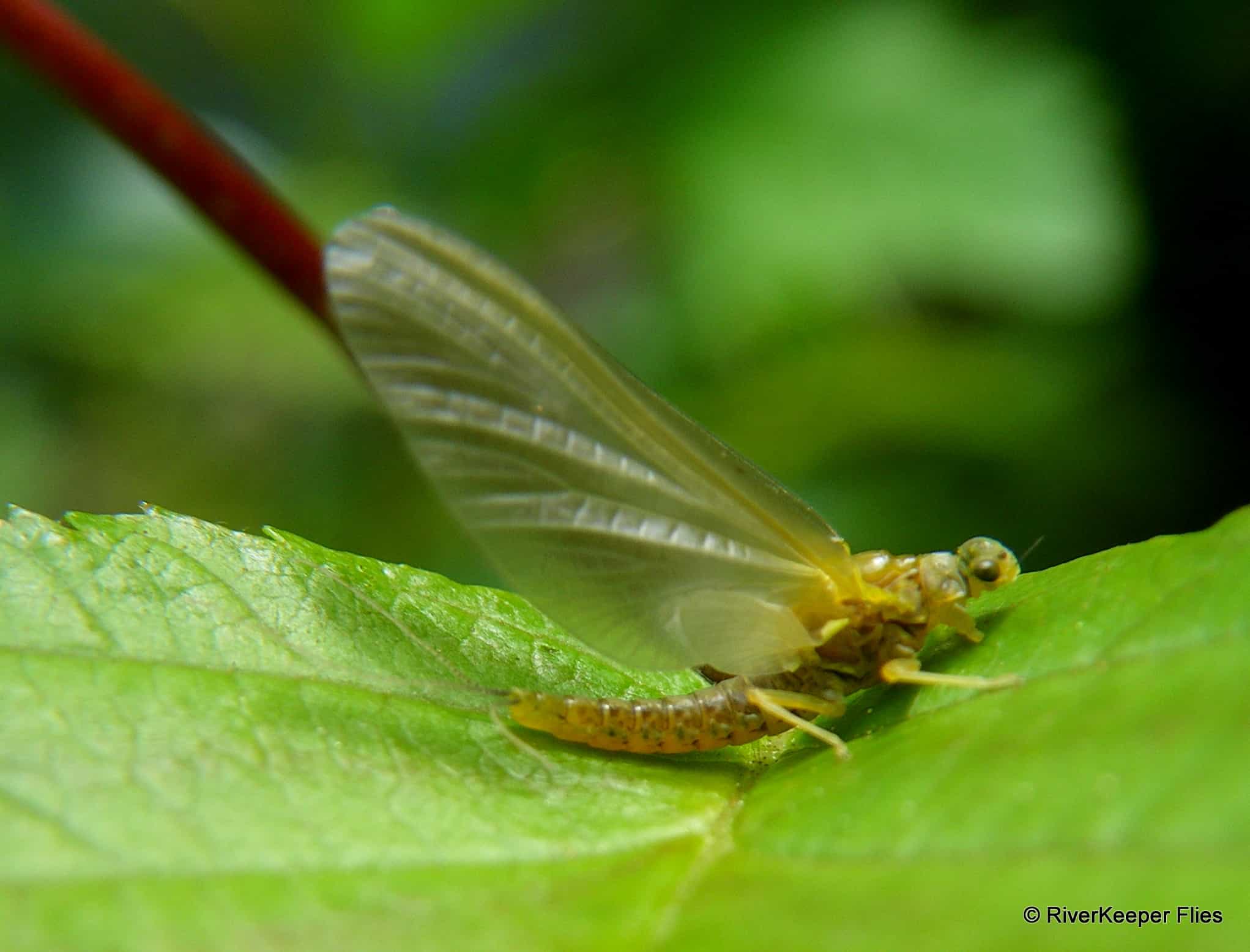 Pale Morning Dun Parachute - RiverKeeper Flies