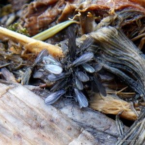 Midges - RiverKeeper Flies