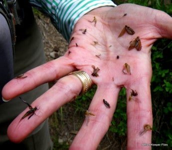 Simply Identify Bugs Fish Eat - RiverKeeper Flies