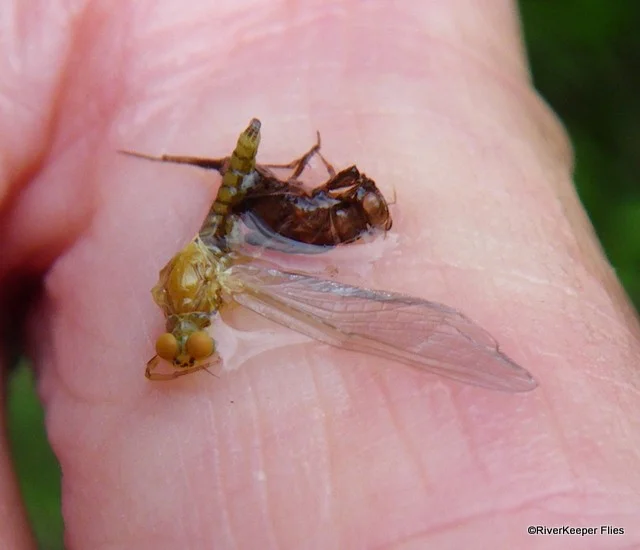PMD Hatch - RiverKeeper Flies