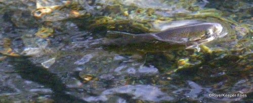 Splashy Rises - RiverKeeper Flies