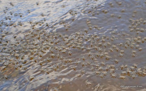 Fly Fishing the Big Hole and Beaverhead Rivers - RiverKeeper Flies
