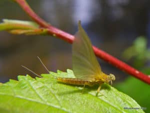 Pale Morning Duns - PMDs - RiverKeeper Flies