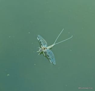 Importance of Mayfly Spinners - RiverKeeper Flies