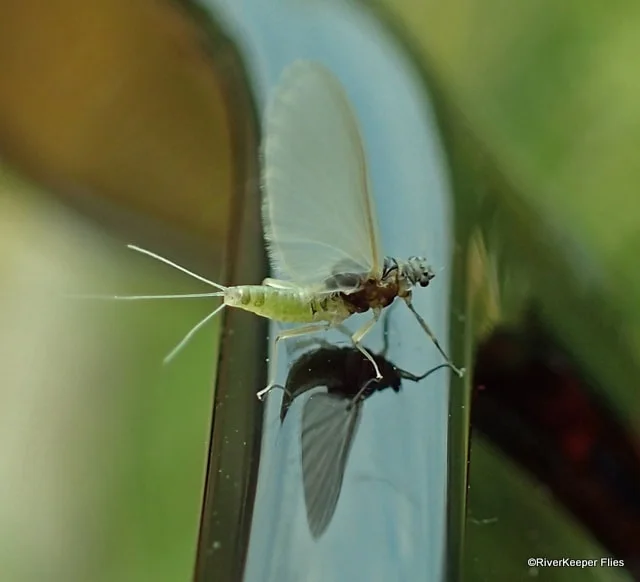 Fly Fishing Ennis Lake - RiverKeeper Flies