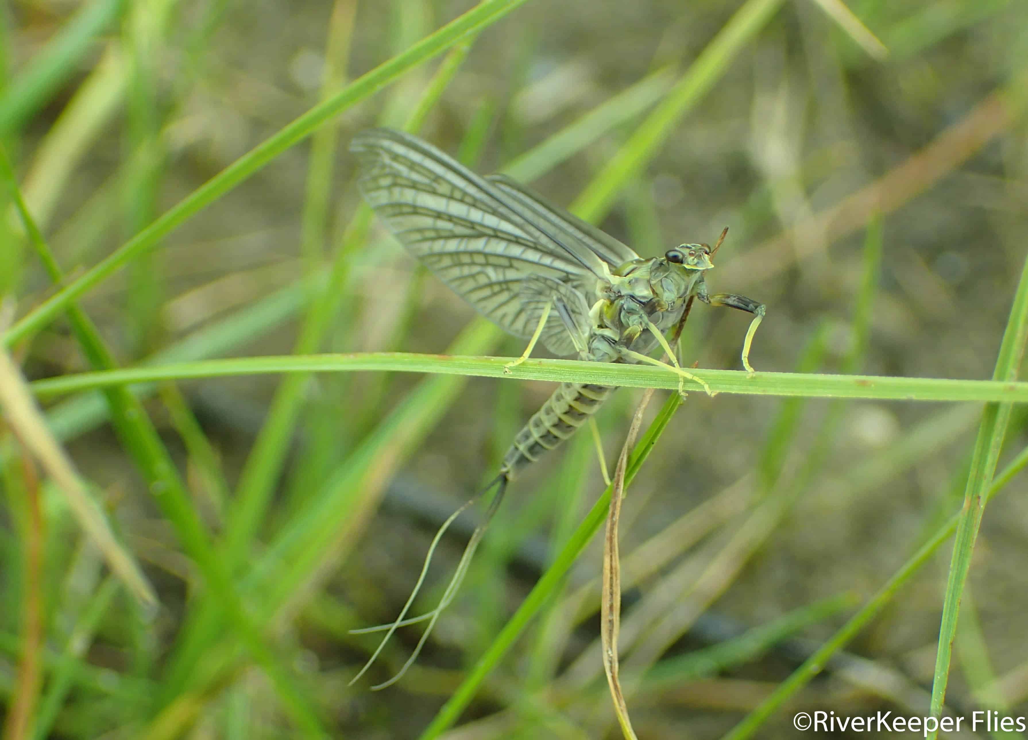 Obsessed with Green Drakes - RiverKeeper Flies