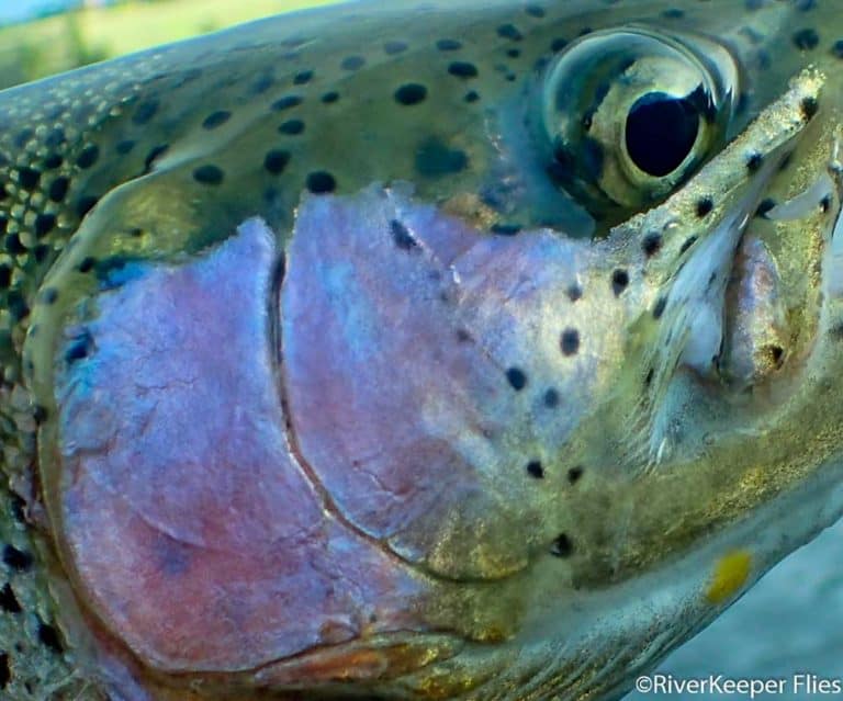 Fly Fishing the Madison River - RiverKeeper Flies