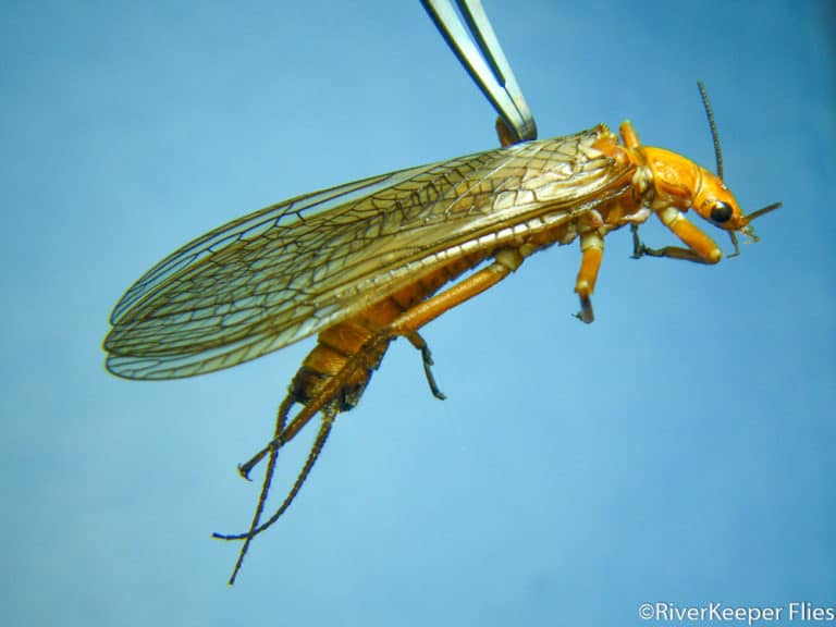 Golden Stoneflies - RiverKeeper Flies