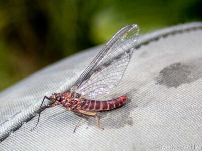 Green Drake Spinner Fall - RiverKeeper Flies