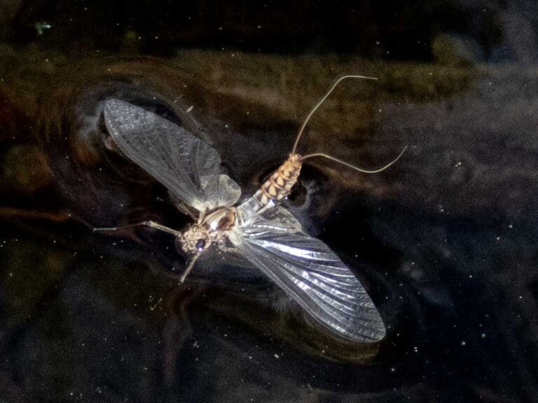 More Mayfly Spinners - RiverKeeper Flies
