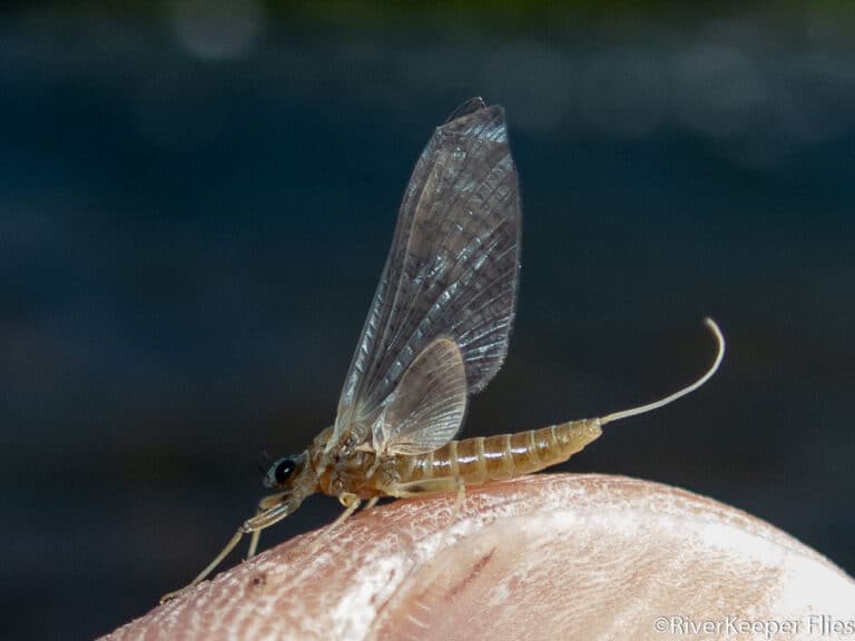 Fly Fishing the Clark Fork Again - RiverKeeper Flies