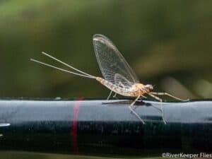 Importance of Imitating Mayfly Spinners - RiverKeeper Flies