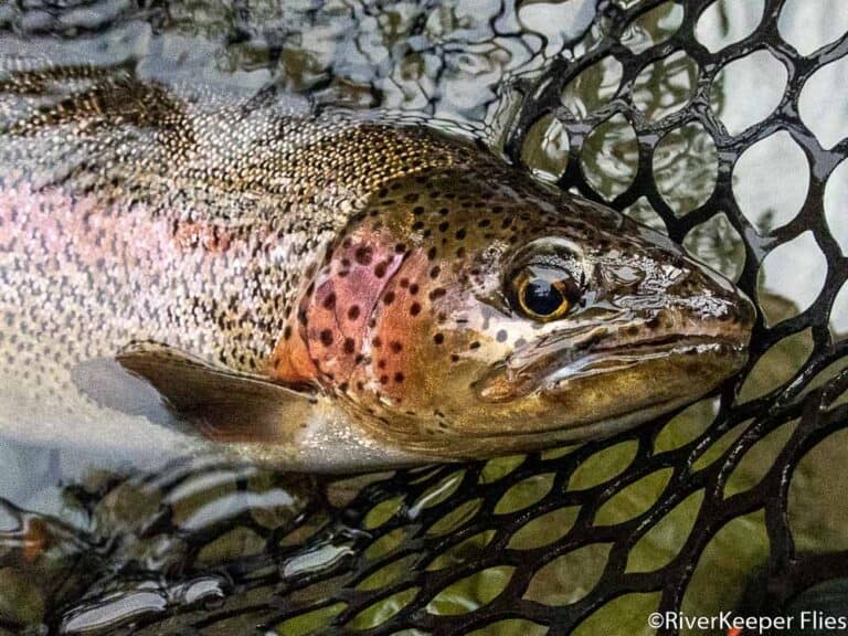Fishing Our Home Waters the Metolius River - RiverKeeper Flies