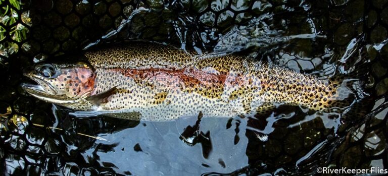 Fishing Our Home Waters the Metolius River - RiverKeeper Flies