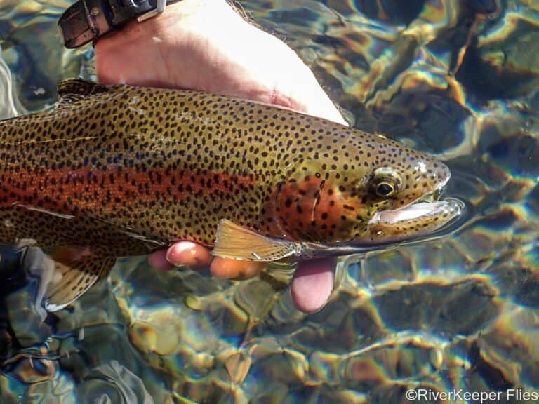 My Home Waters, The Metolius River - RiverKeeper Flies