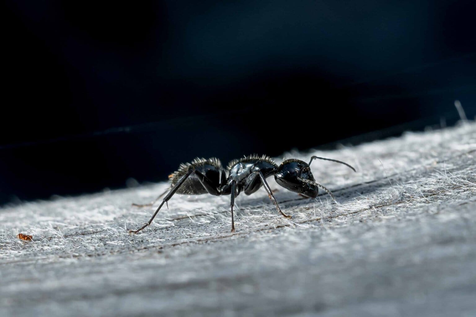 Fishing the Flying Ant Hatch - RiverKeeper Flies