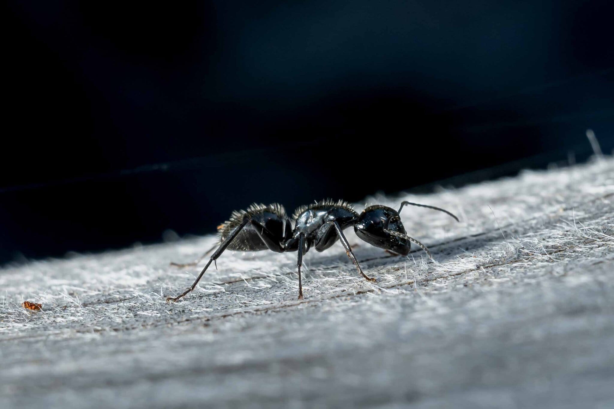 Fishing the Flying Ant Hatch - RiverKeeper Flies