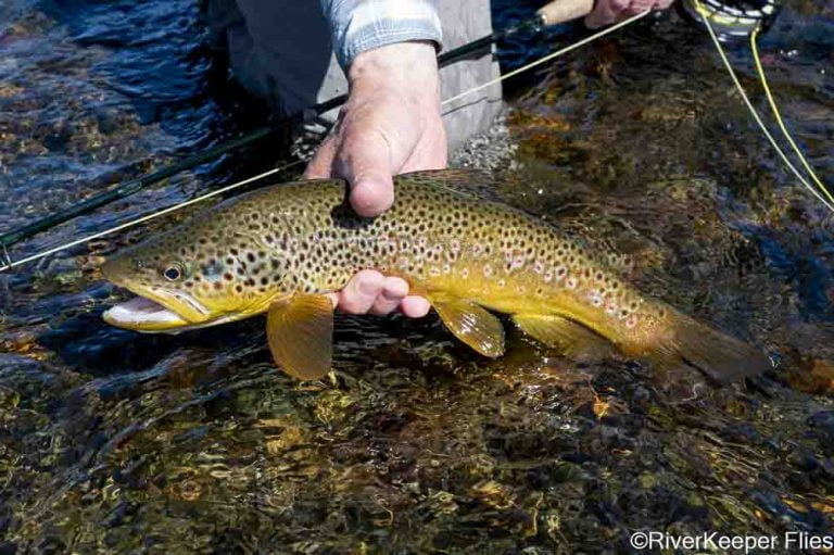 Fly Fishing the Rio Penitente with Rumbo Patagon - RiverKeeper Flies