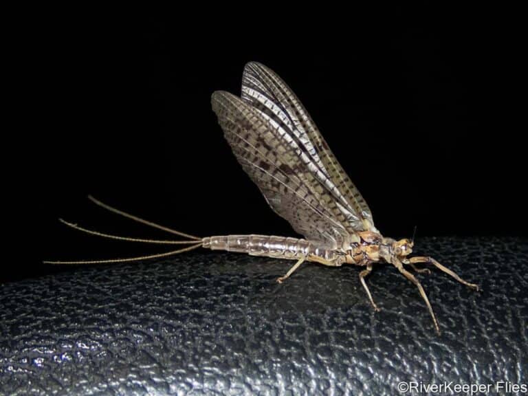 Magical Brown Drake Fly Fishing of the Henry's Fork of the Snake River ...