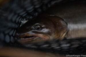 Return to Our Home Waters, the Metolius - RiverKeeper Flies