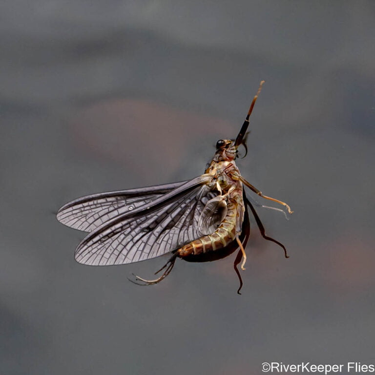 Images from the Water - RiverKeeper Flies