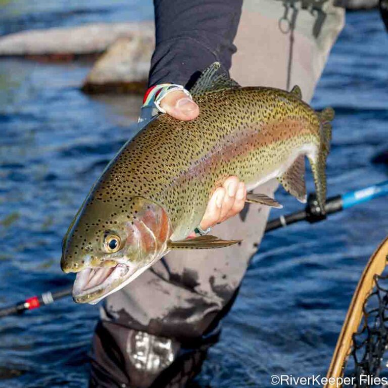 Fly Fishing the Madison River in Early July 2024 - RiverKeeper Flies