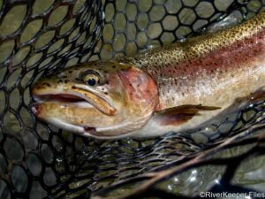 Floating the Deschutes River from Warm Springs to Trout Creek ...