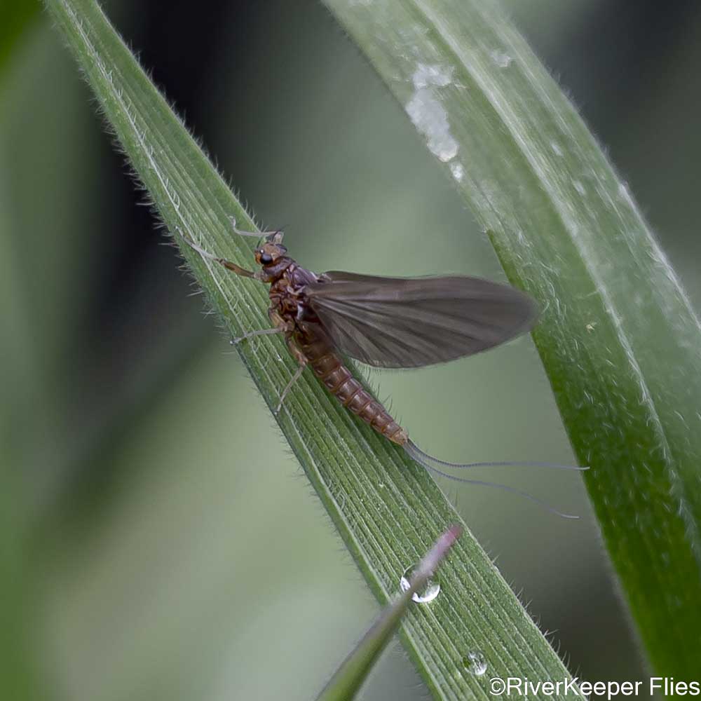 What Hatches to Expect - RiverKeeper Flies