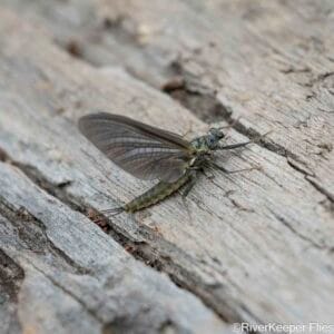 End of the Season for Dry Fly Fishing - RiverKeeper Flies