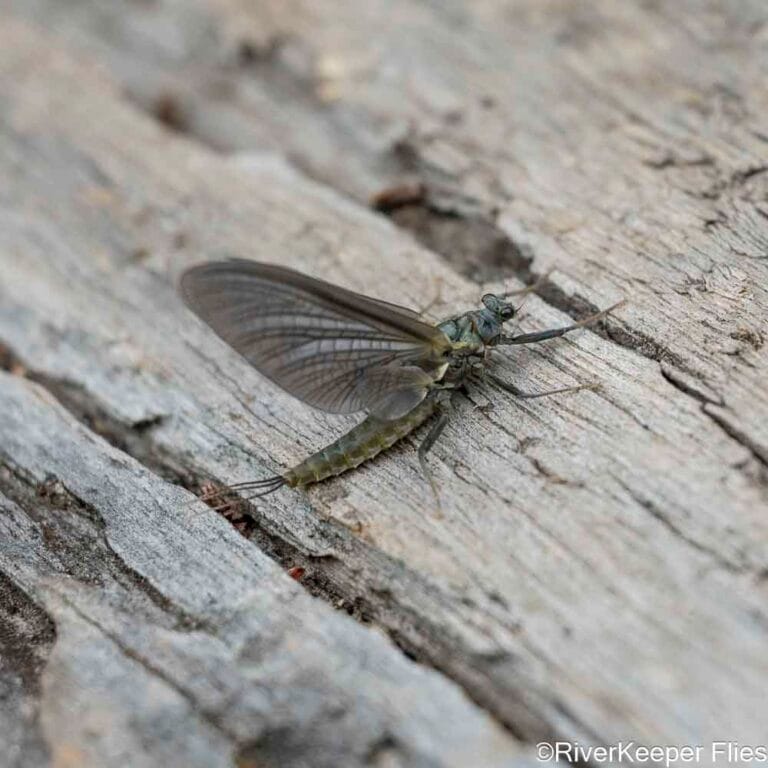 End of the Season for Dry Fly Fishing - RiverKeeper Flies
