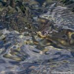 Images from the Water - RiverKeeper Flies