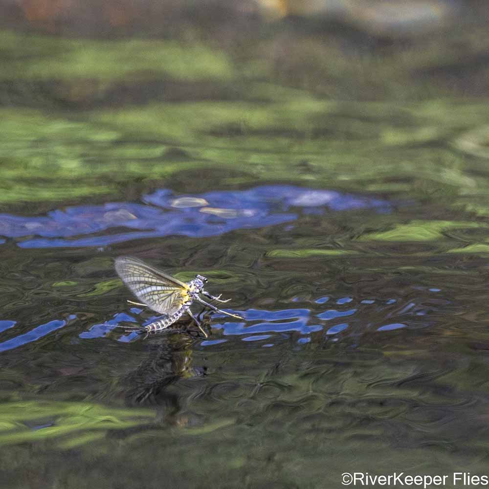 Fishing the Green Drake Hatch - RiverKeeper Flies