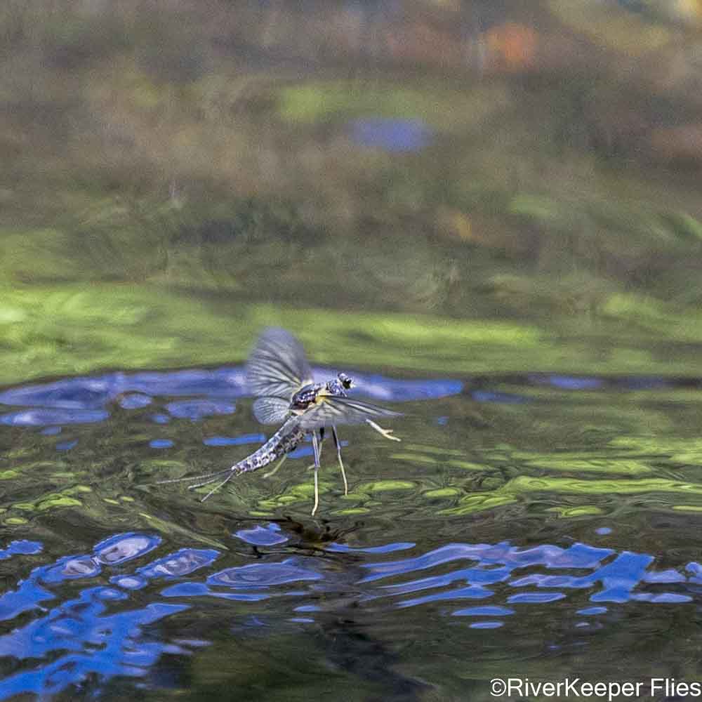Fishing the Green Drake Hatch - RiverKeeper Flies