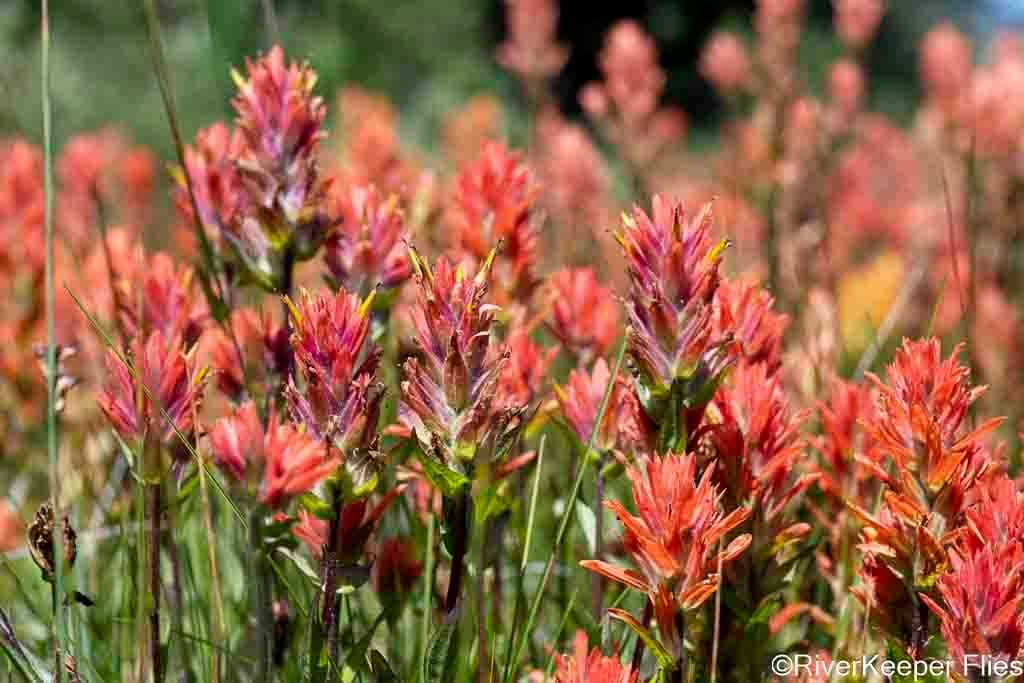 Images from the Water - Madison River - RiverKeeper Flies