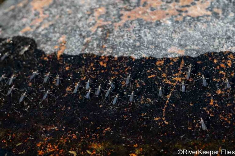 Fly Fishing the Madison River in July 2023 - RiverKeeper Flies
