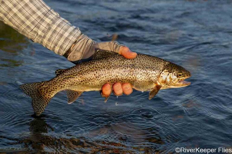 Fly Fishing the Madison River in Early July 2024 - RiverKeeper Flies