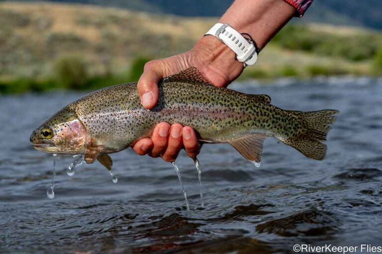 Lessons Learned from Fly Fishing the Madison River - RiverKeeper Flies
