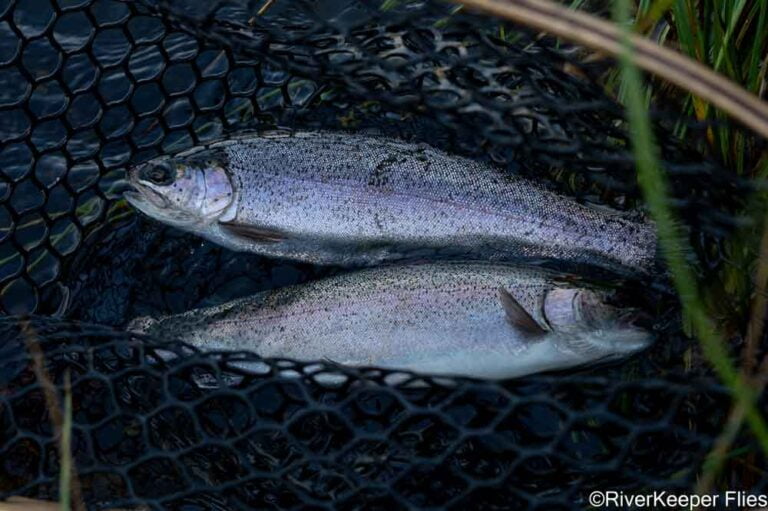 Second Week Fly Fishing the Madison River - RiverKeeper Flies