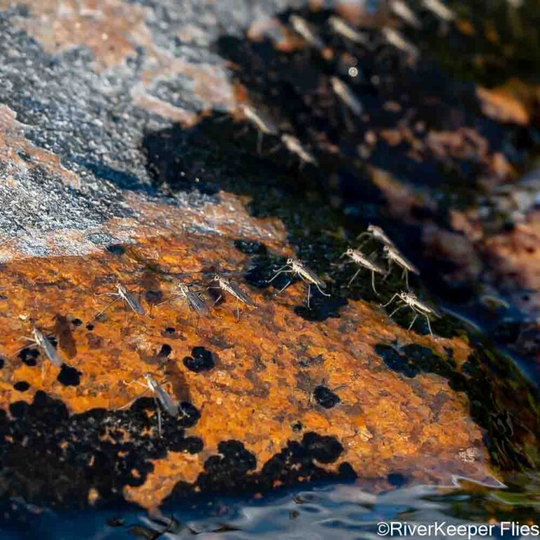 Fly Fishing the Madison River in July 2023 - RiverKeeper Flies