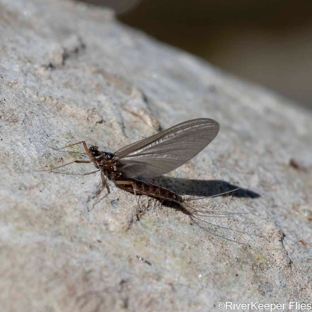 End of the Season for Dry Fly Fishing - RiverKeeper Flies