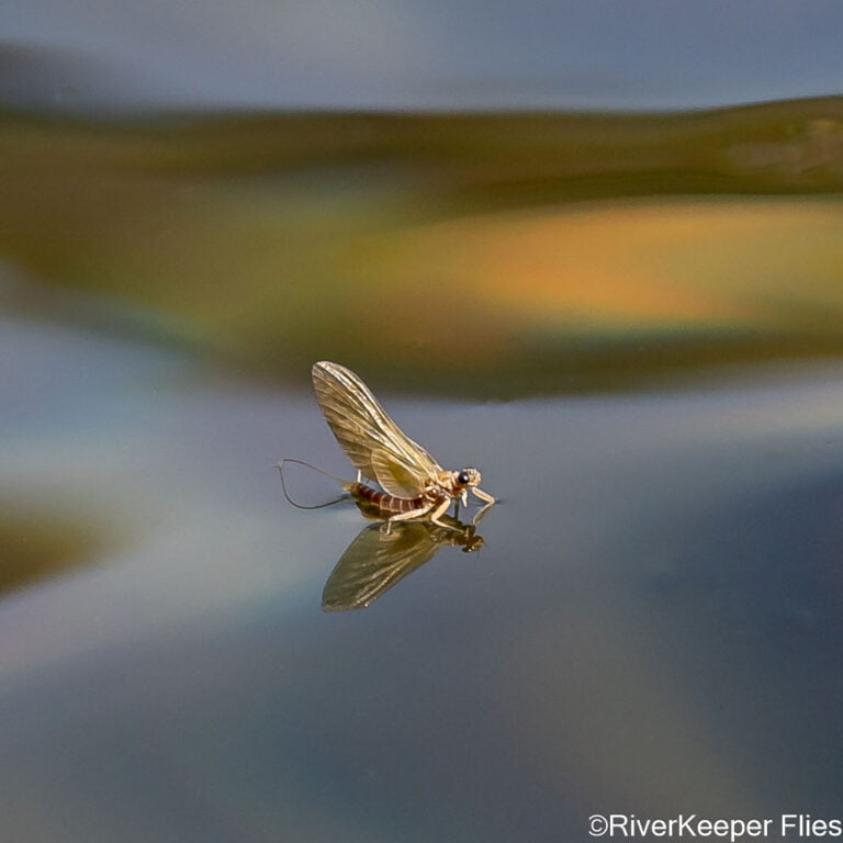 Recent Flies from the Vise - RiverKeeper Flies