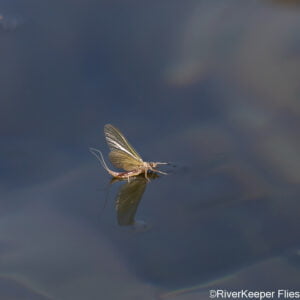 Do Larger Fish Key on Mayfly Cripple Fly Patterns or Standard Dry Flies ...