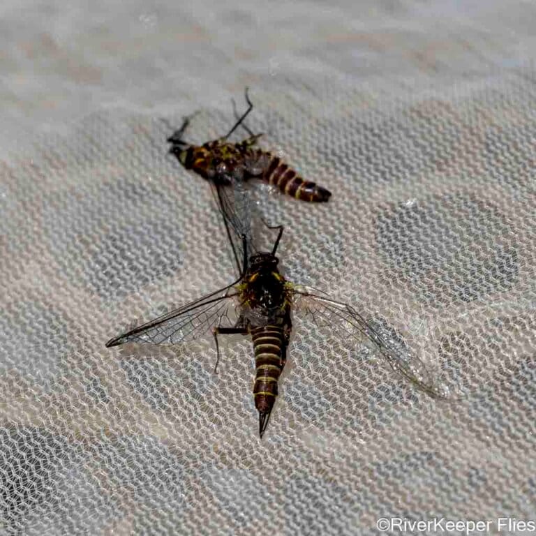 Green Drake Spinners and Flies to Imitate Them - RiverKeeper Flies
