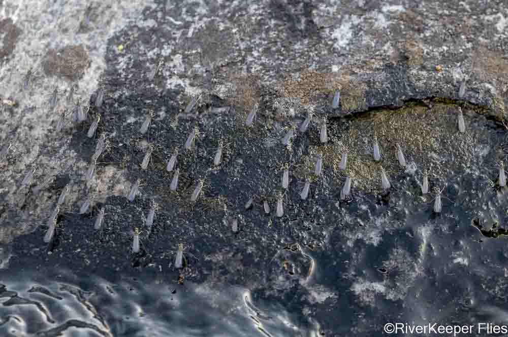 Second Week Fly Fishing the Madison River - RiverKeeper Flies