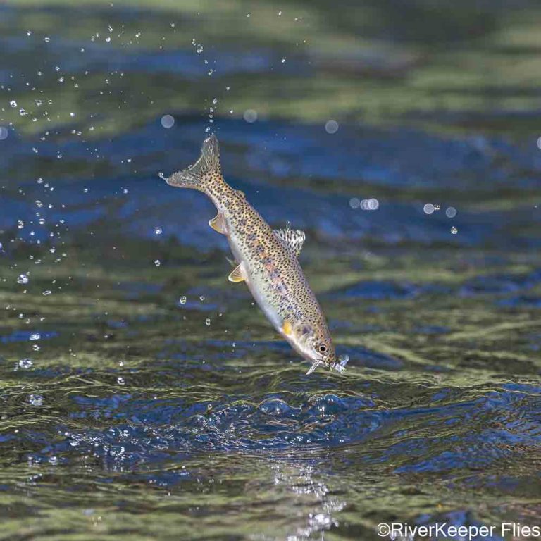 Fishing the Green Drake Hatch - RiverKeeper Flies