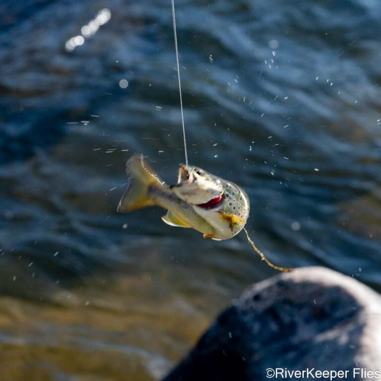 Fly Fishing the Madison River in July 2023 - RiverKeeper Flies