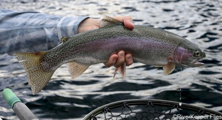 Green Drakes on the Upper Columbia River - RiverKeeper Flies